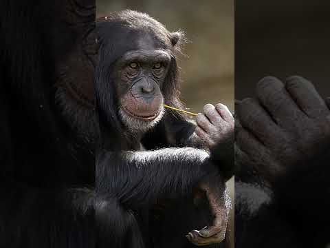 What Is An Iq Of A Chimpanzee Insights Into Primate Intelligence