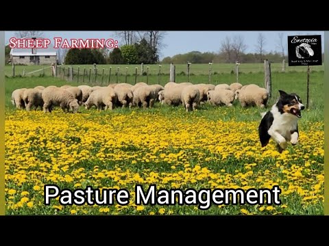Sheep Farming Pasture Management Youtube