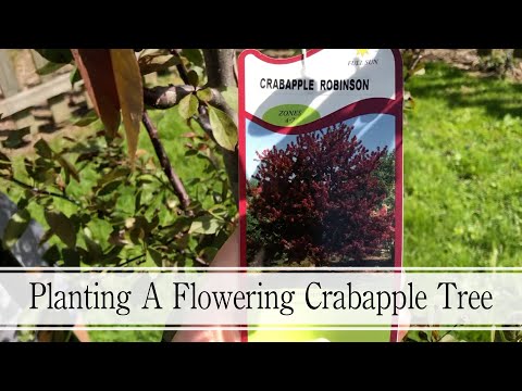 How To Plant A Flowering Crab Tree