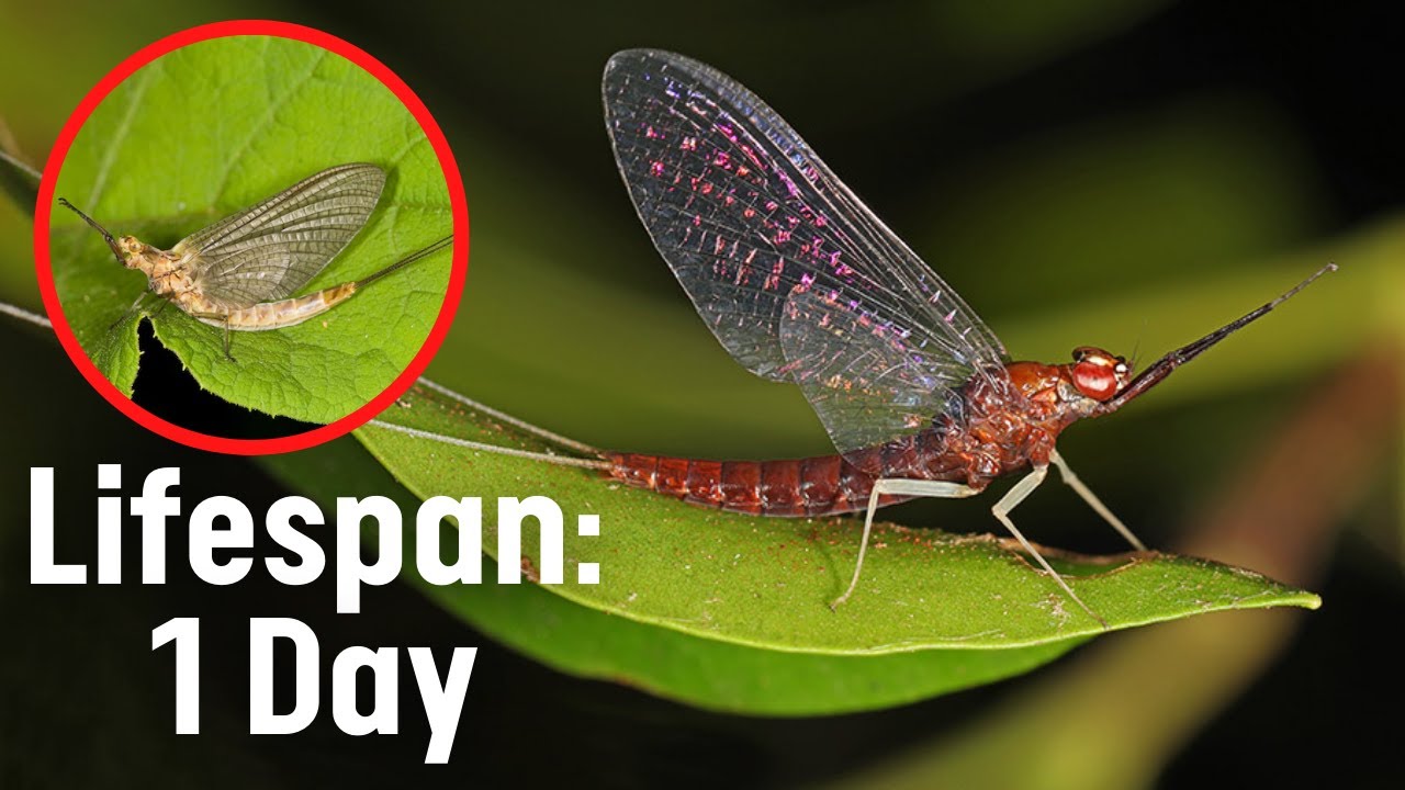 Lifespan Of A Mayfly