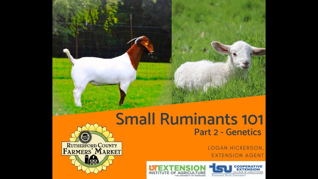 Small Ruminant 101 Part 2 Genetics Youtube