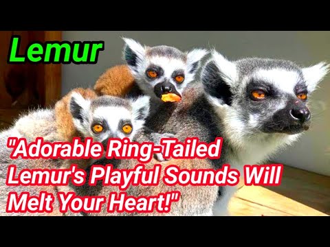 Adorable Ring Tailed Lemur S Playful Sounds Will Melt Your Heart Youtube
