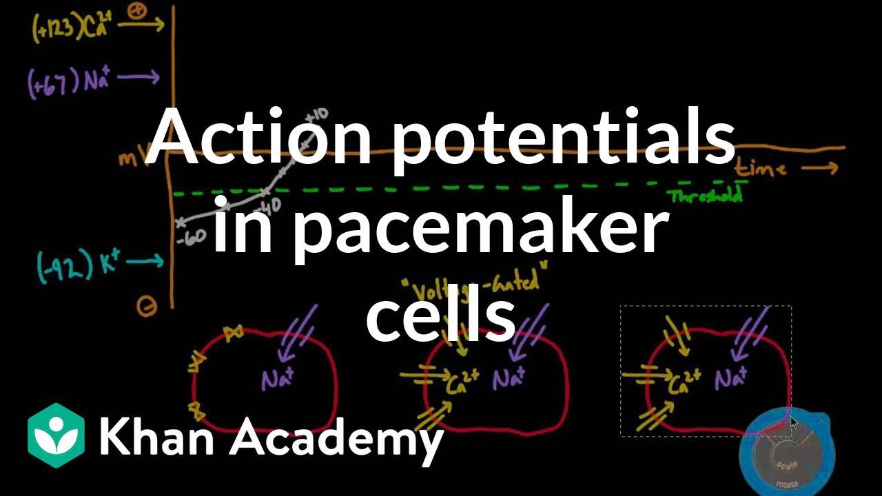 Cardiac Action Potential Animation
