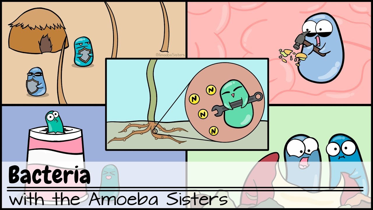 Bacteria Updated Youtube