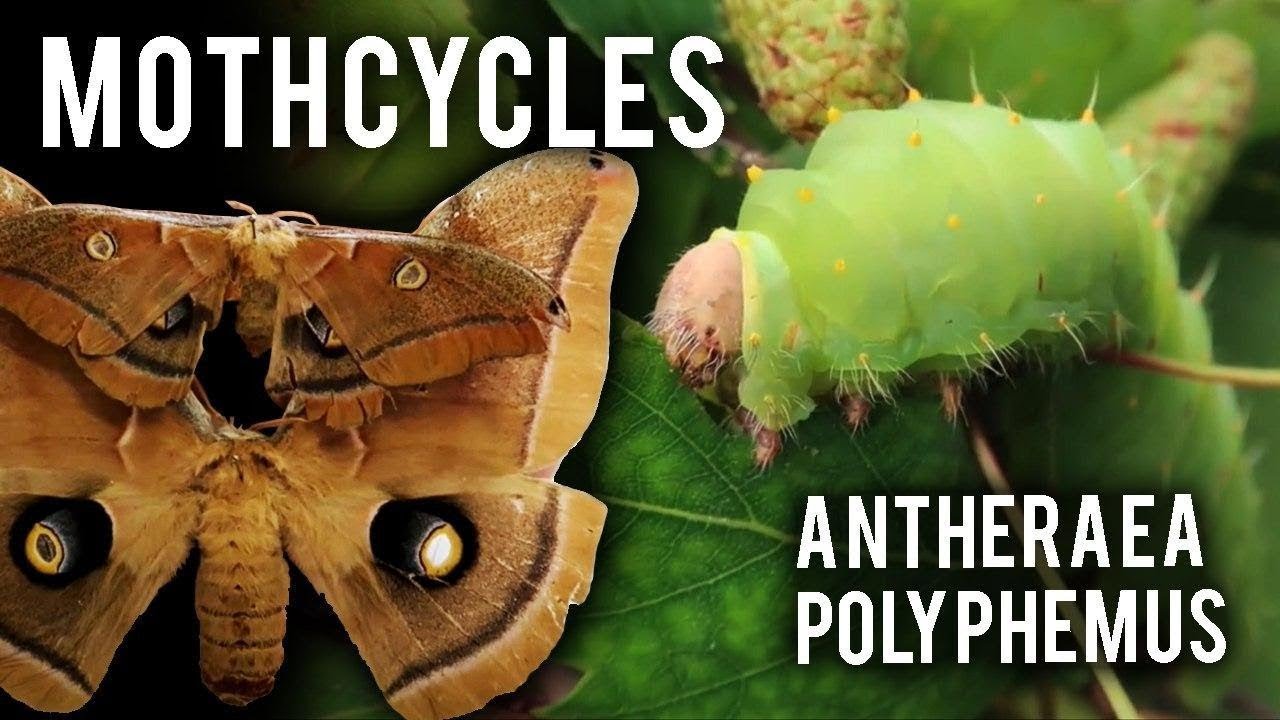 How To Breed Polyphemus Moth Antheraea Polyphemus Mothcycles Youtube