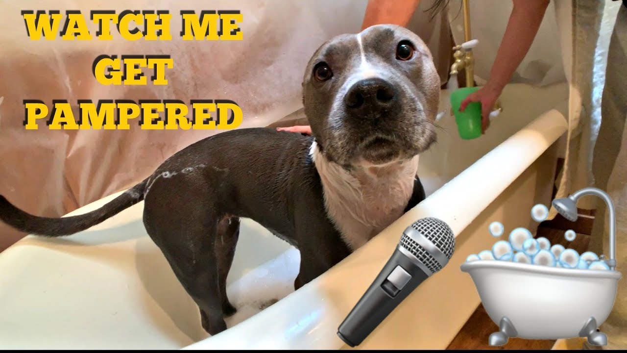 Washing My Dog In Asmr The Blue Nose Pit Bull Youtube