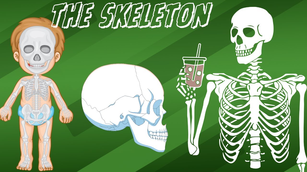 Printable Human Bones Facts For Kids