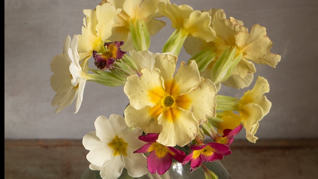 Painting Spring Flowers Primroses Youtube