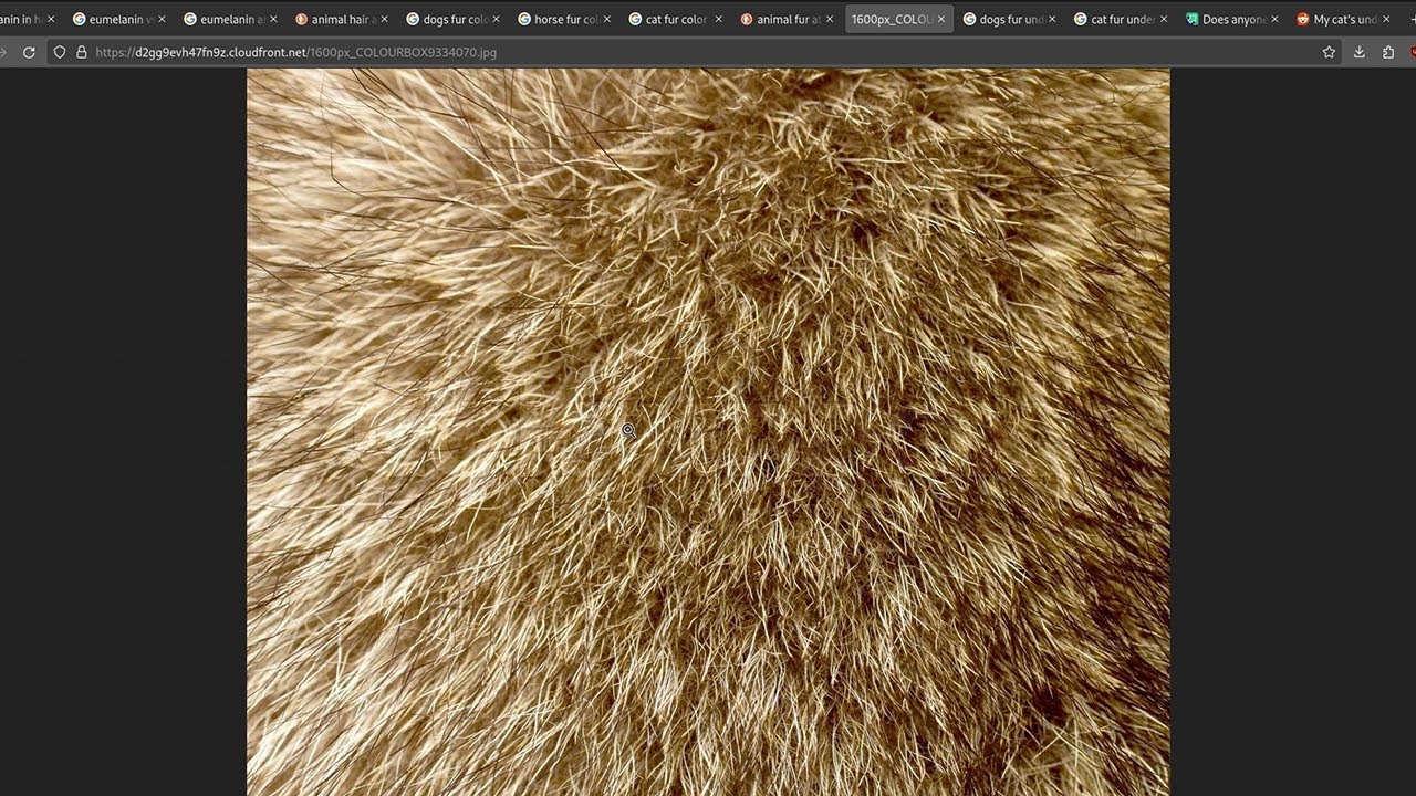 Houdini Fur Lookdev 02 Melanin Research Youtube