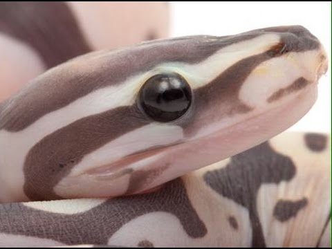 Scaleless Ball Python Unveiling Snakebytestv Youtube