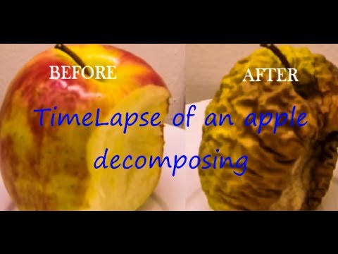 61 Days Timelapse Of Decomposing Apple Youtube