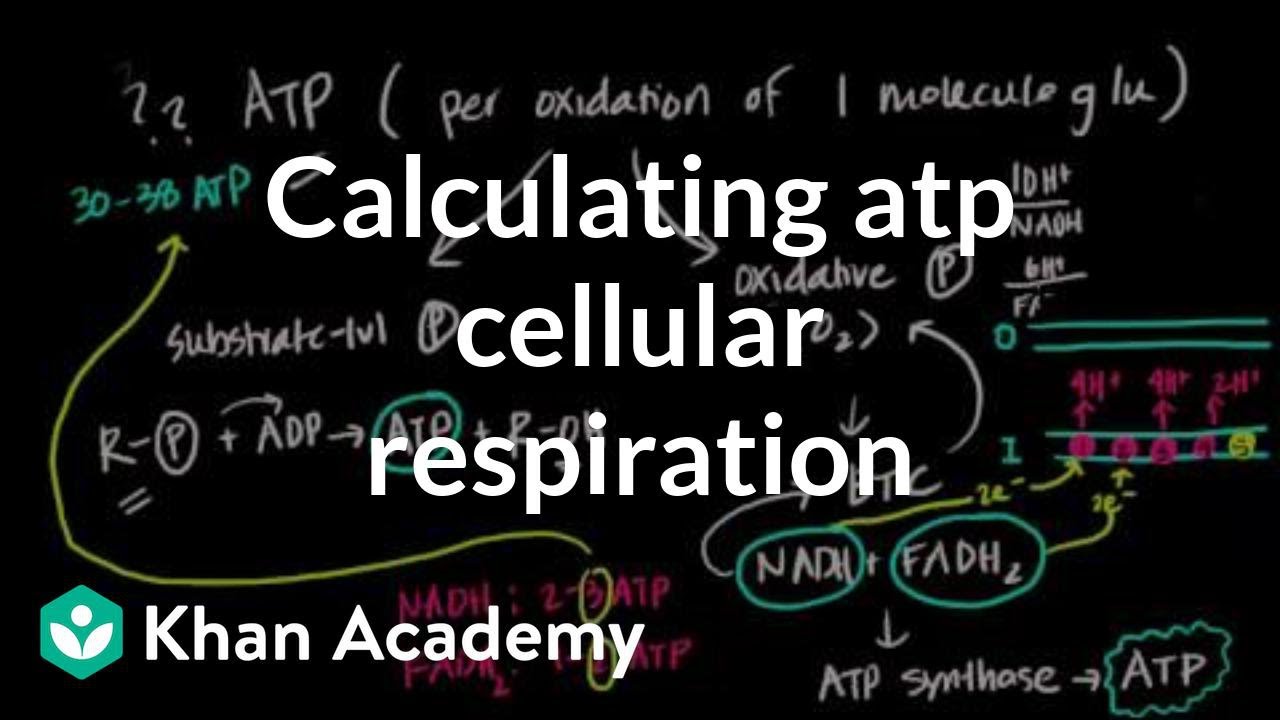 Atp Yield Cellular Respiration At Jesse Lyles Blog