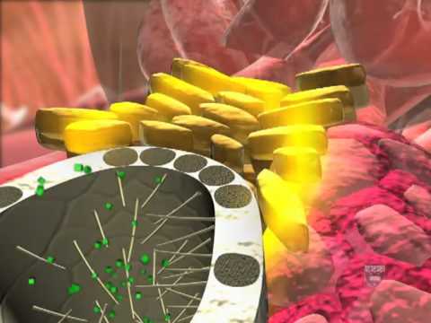 Kidney Animations Youtube