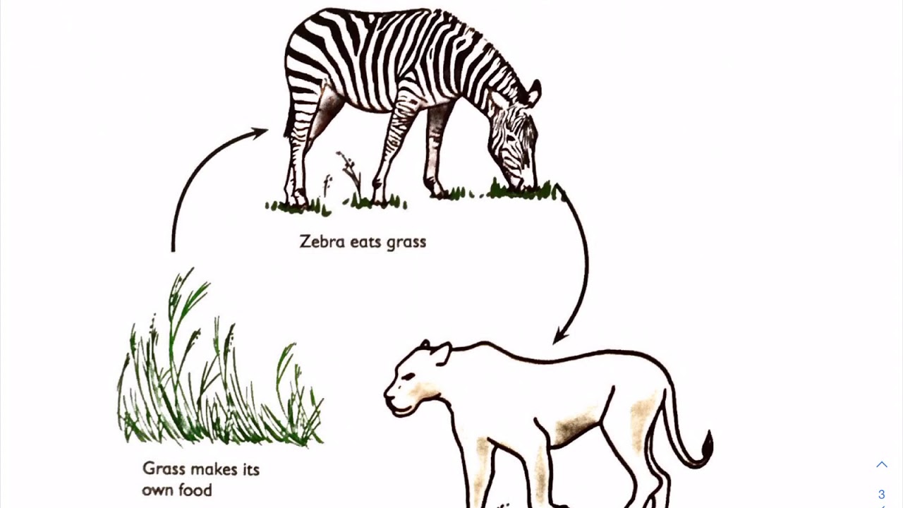 What Is The Food Chain Of A Zebra At Bernice Parker Blog