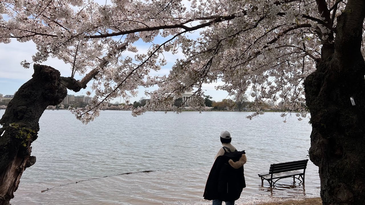 Cherry Blossom Dc Indicator Tree At Dale Duffin Blog