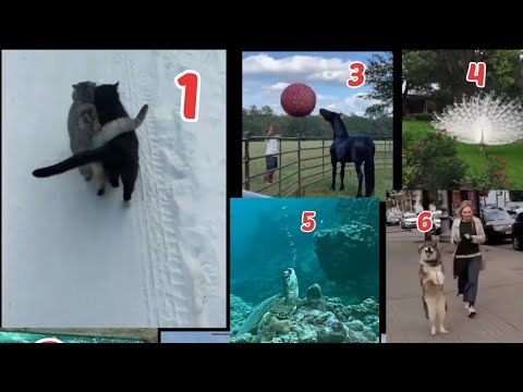 Animal Videos Compilation Funny Animals Youtube