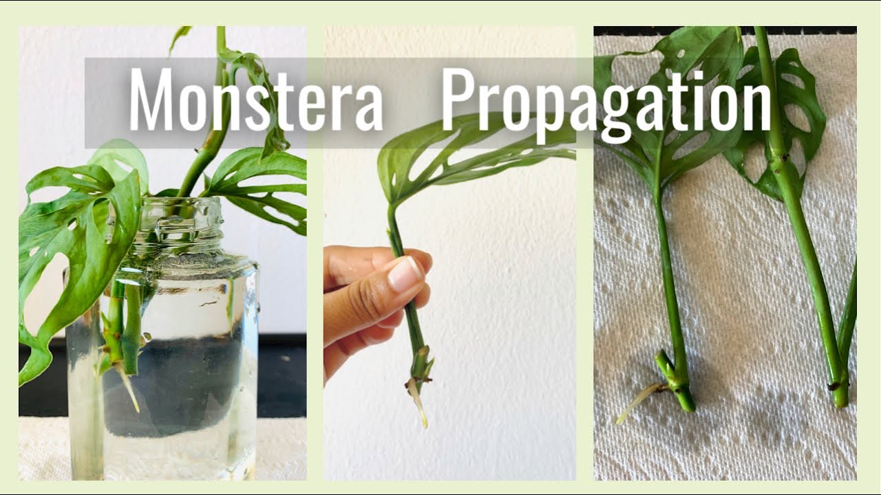 How To Propagate Monstera Adansonii From Cuttings Water Propagation Of