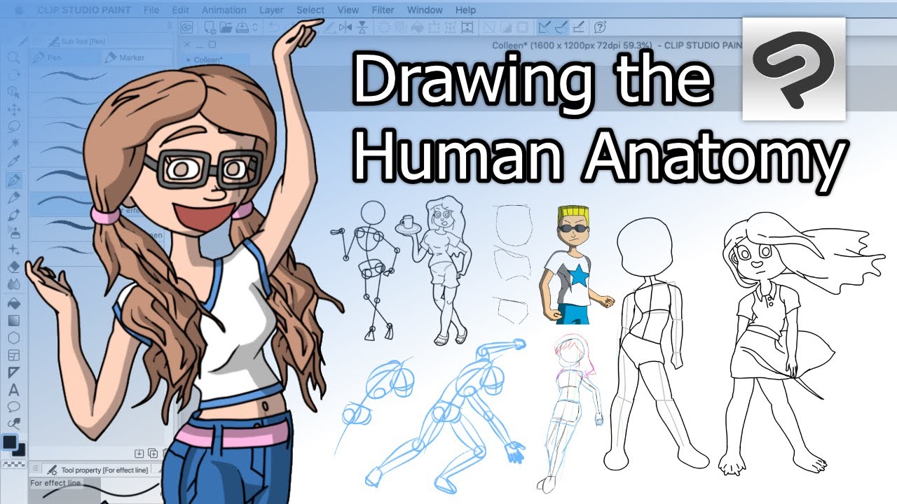 How To Draw The Anatomy Youtube