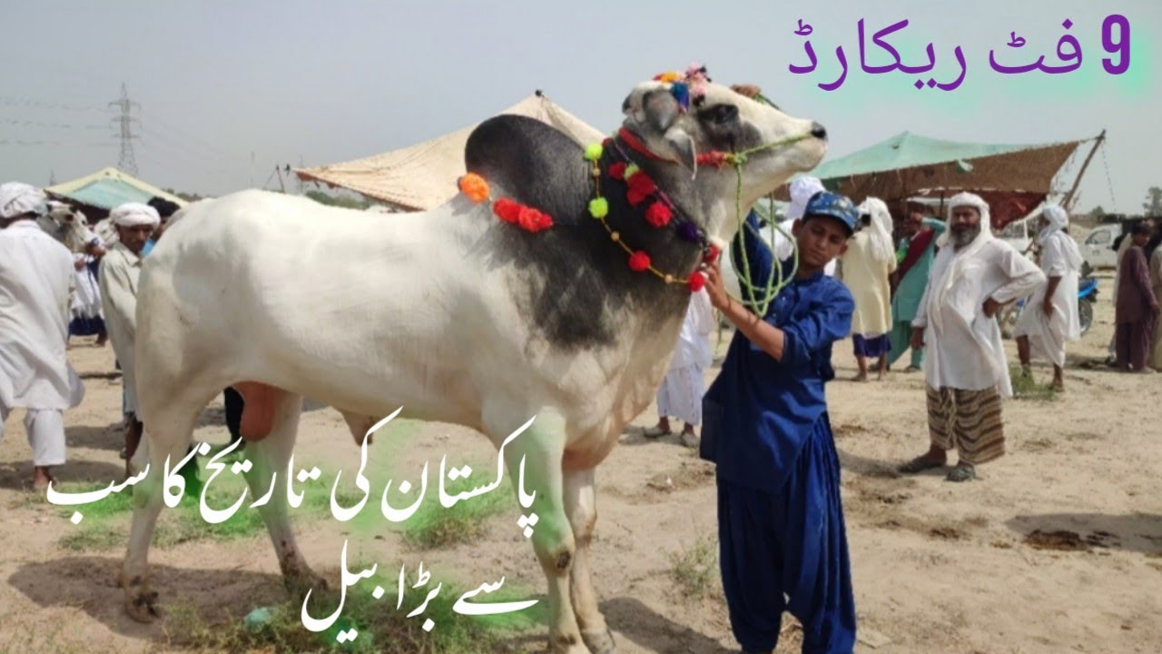 Pakistan Biggest Bull Dajli Bull 03101656377 Beautifulanimals