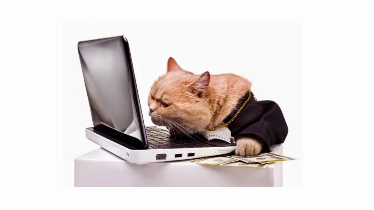 Amazing Cat Programming Video Youtube