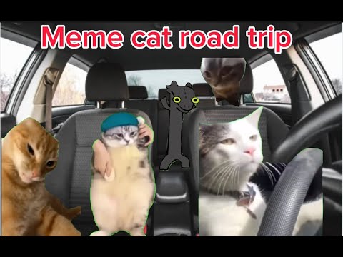 Meme Cat Road Trip Cat Memes Funny Youtube