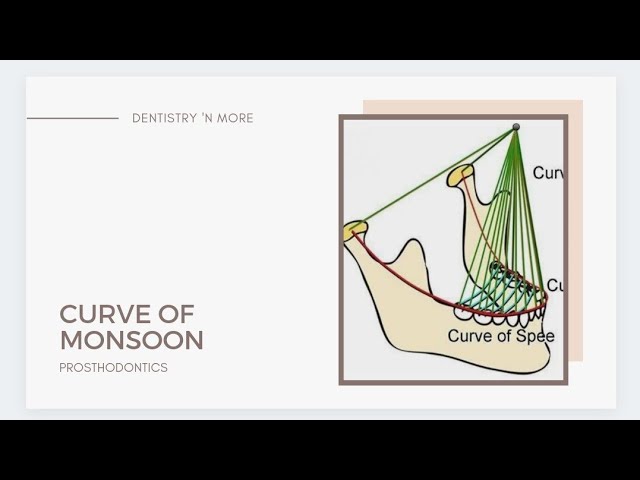 Curve Of Spee And Curve Of Wilson Online Emergencydentistry