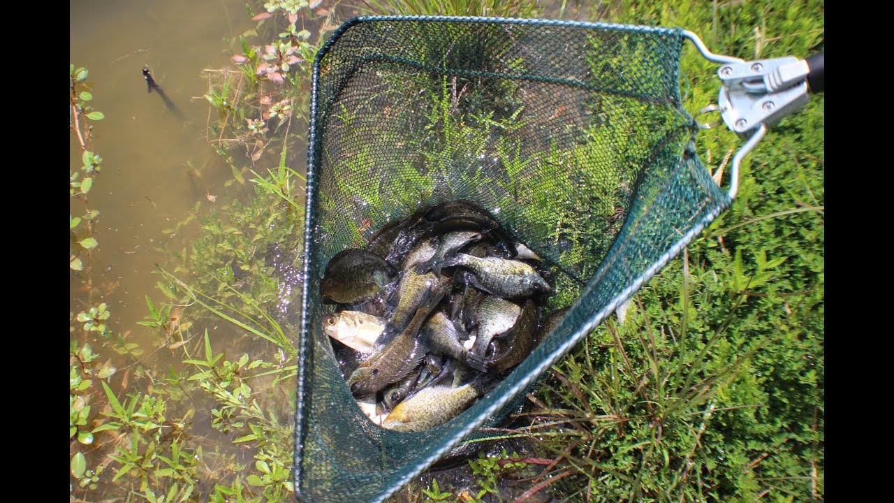 Stocking Bluegills In My Pond Youtube