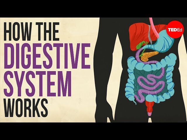 How Your Digestive System Works Emma Bryce