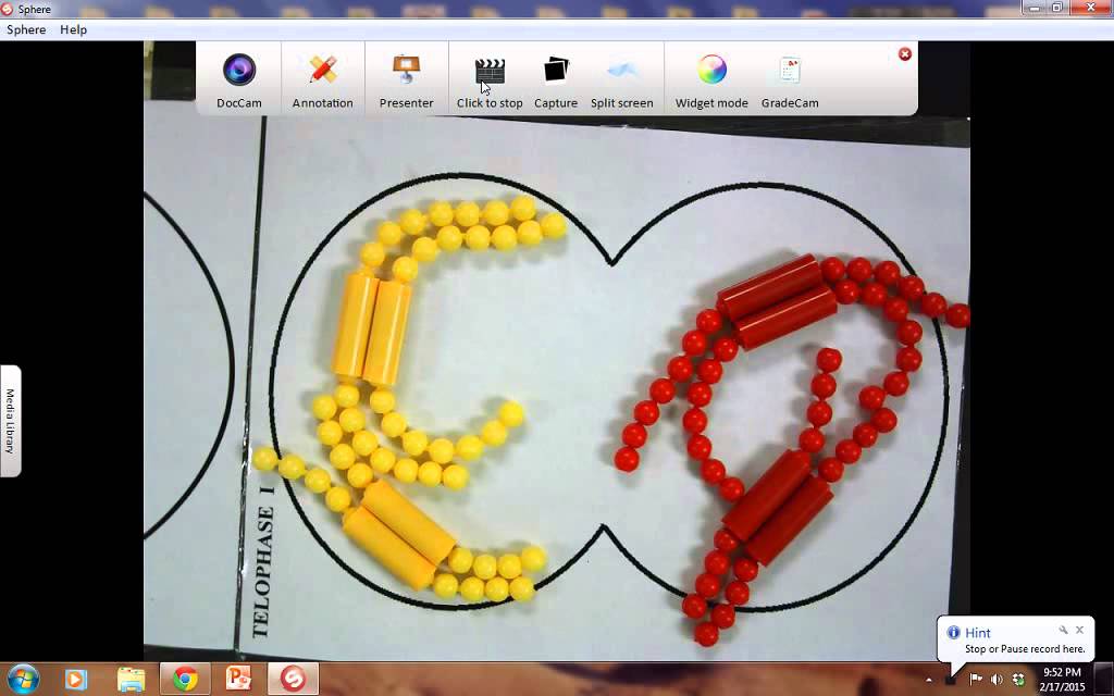 Meiosis Practical Tutorial Youtube