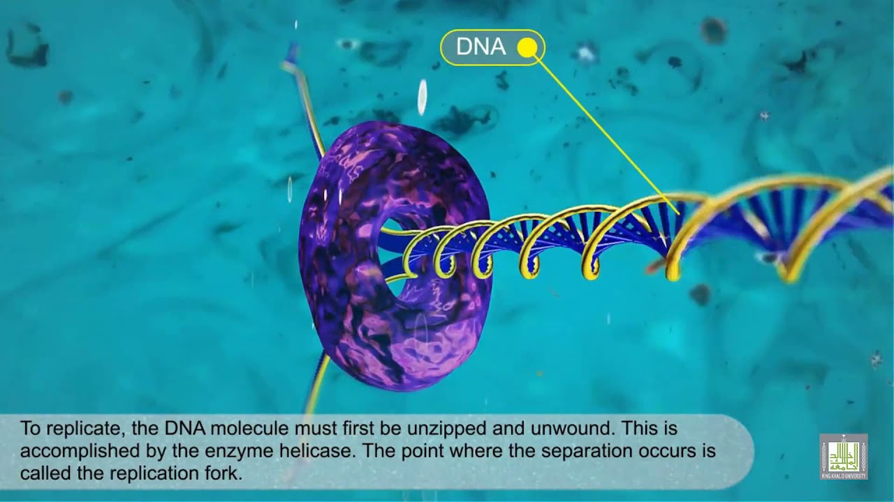 Dna Replication Animated Youtube
