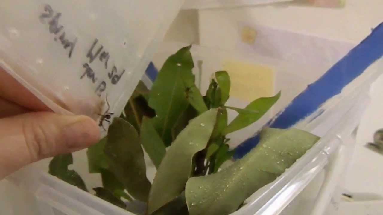 The Ultimate Guide To Hatching Stick Insect Eggs At Home Now Birdshow