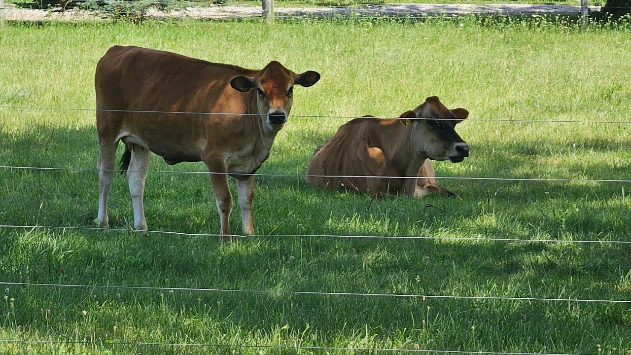 рџњџupdated Milking Routineрџњџ Youtube