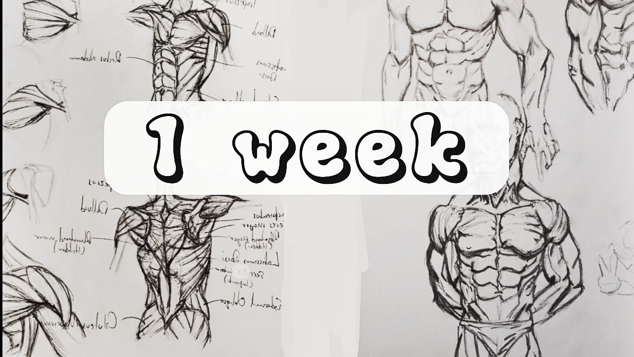 Learning To Draw Anatomy In A Week Youtube