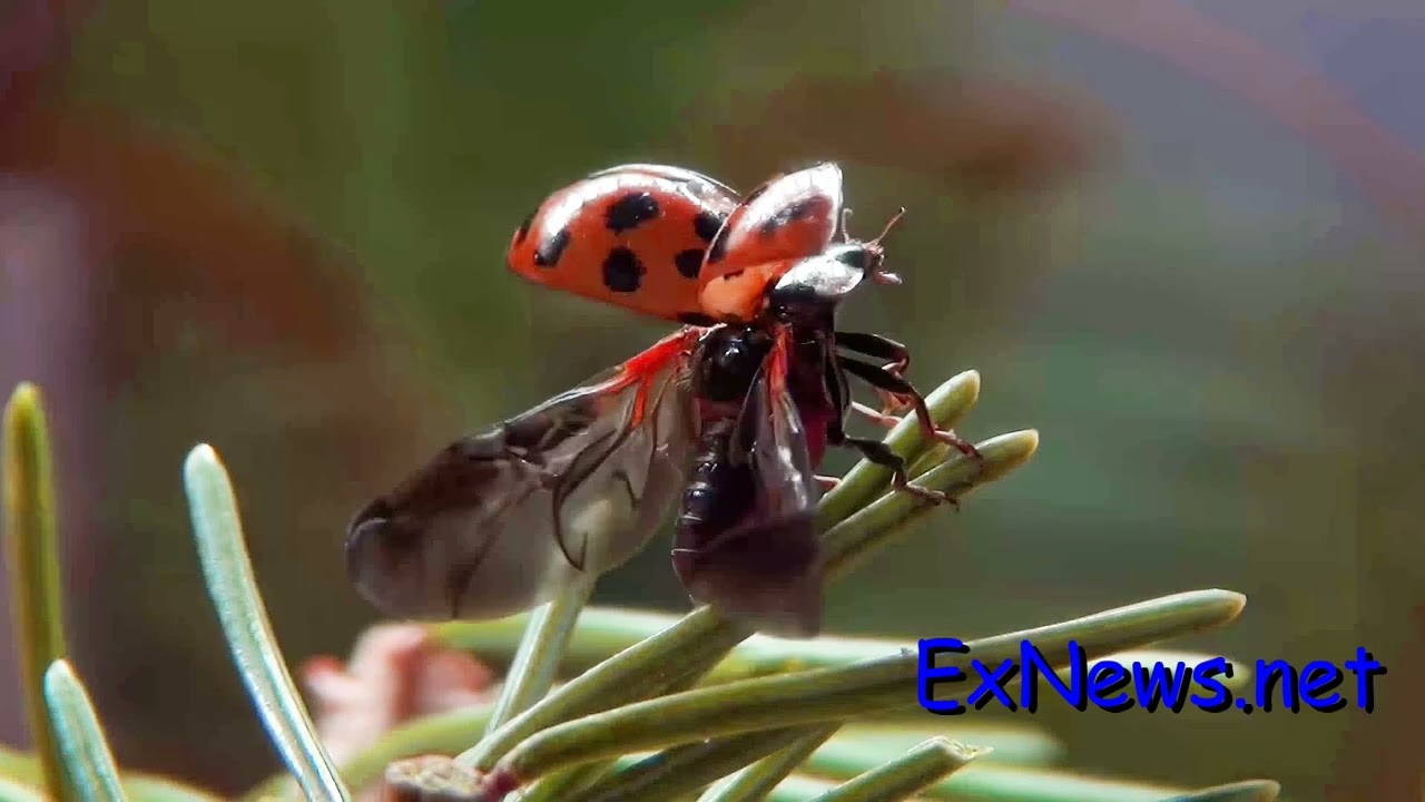 Ladybug Opens Its Wings In Slow Motion