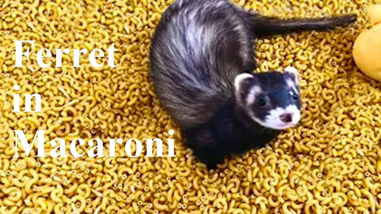 Ferret In Macaroni Ferret Tiktok Viral Youtube