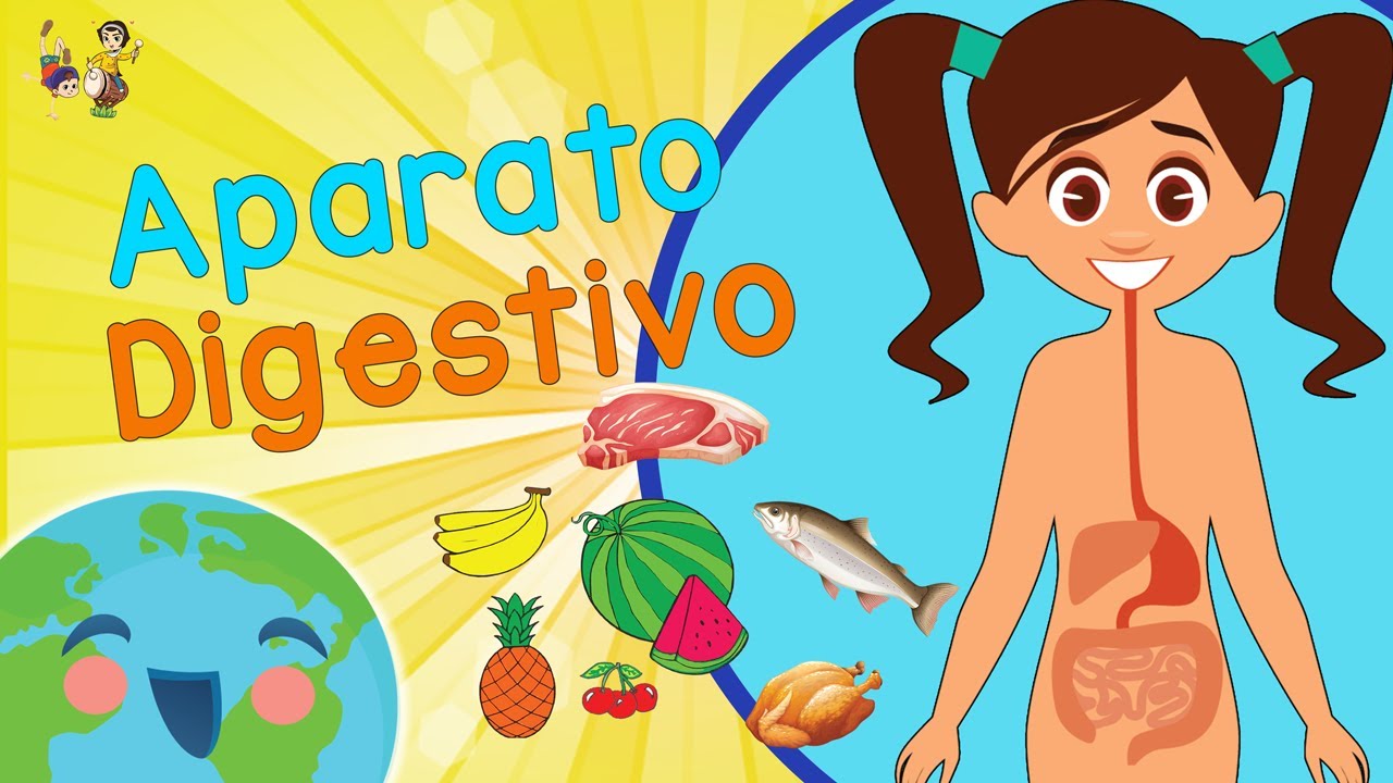 Sistema Digestivo Para Niños De Grado 5