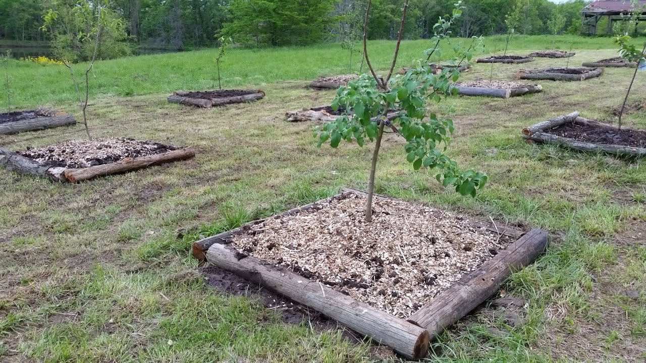 What Type Of Trees Grow Best In Clay Soil At Wilford Shaw Blog