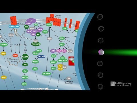 How To Characterize Immune Responses With Flow Cytometry Flow