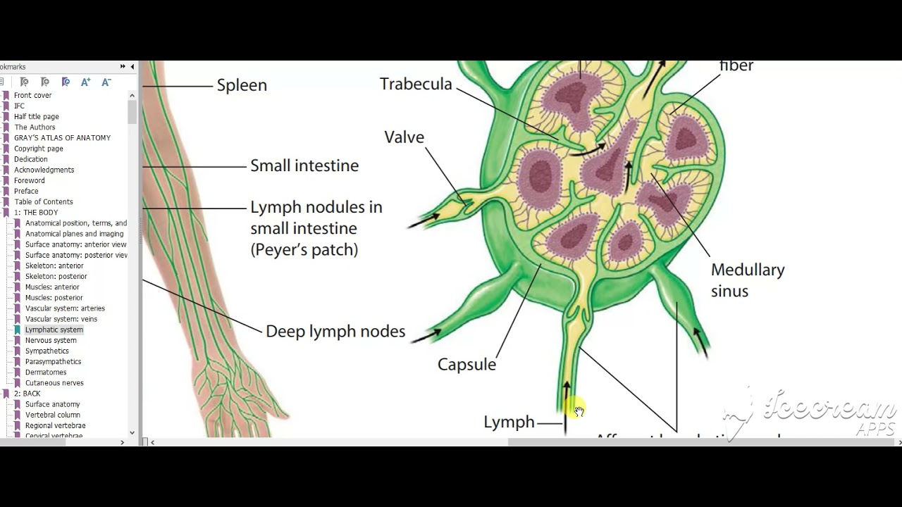 Axillary Lymph Nodes Youtube