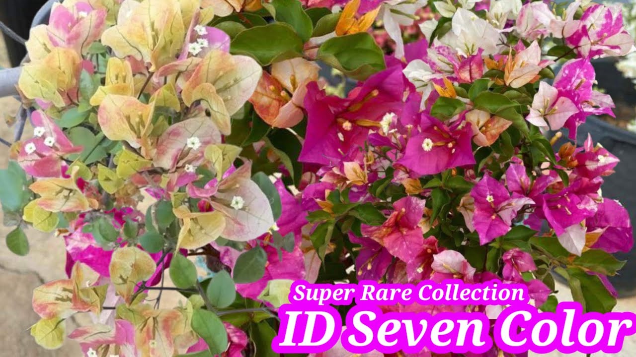 Id Seven Color Bougainvillea Garden Flowers Bloom Rare Collection