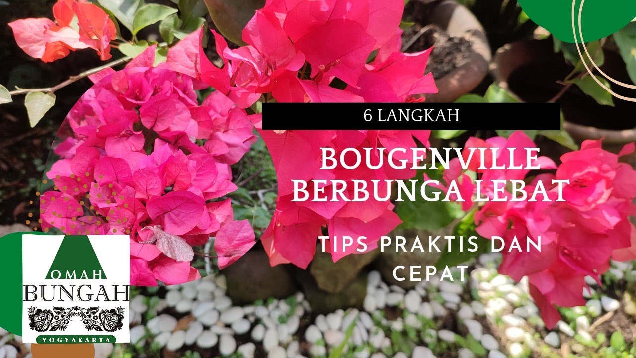 6 Langkah Agar Bougenville Berbunga Lebat Cara Praktis Dan Cepat