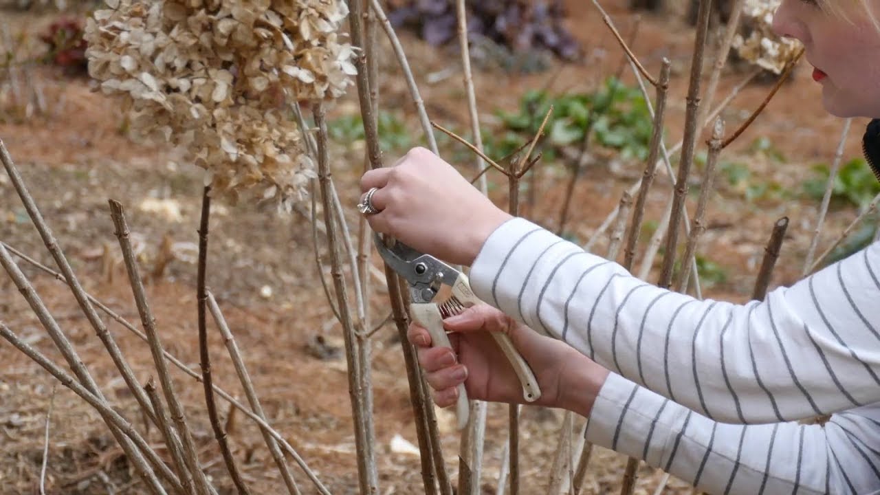 How To Prune Hydrangeas Video At Fernando Ward Blog