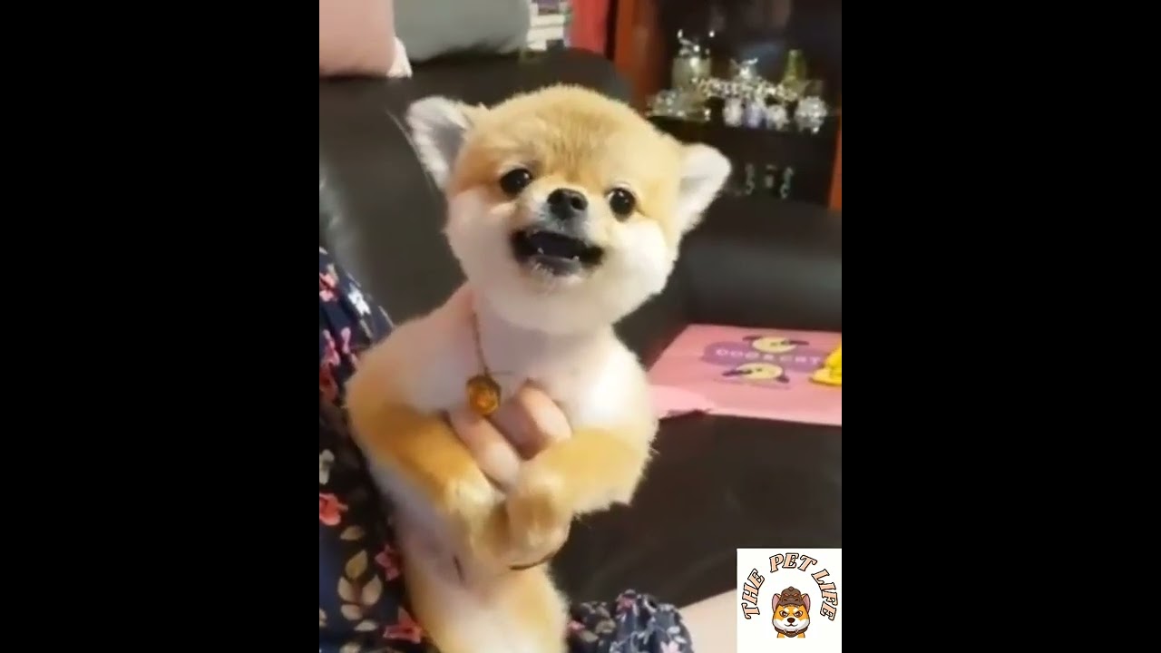 Caring Cat And Dog ёяшн Cutecat Dog Cute Short Funnycat Cutedog