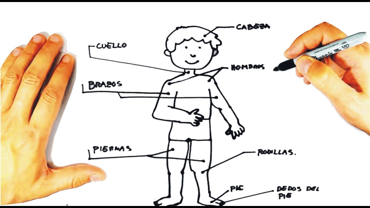 Tutorial Para Dibujar El Cuerpo Femenino