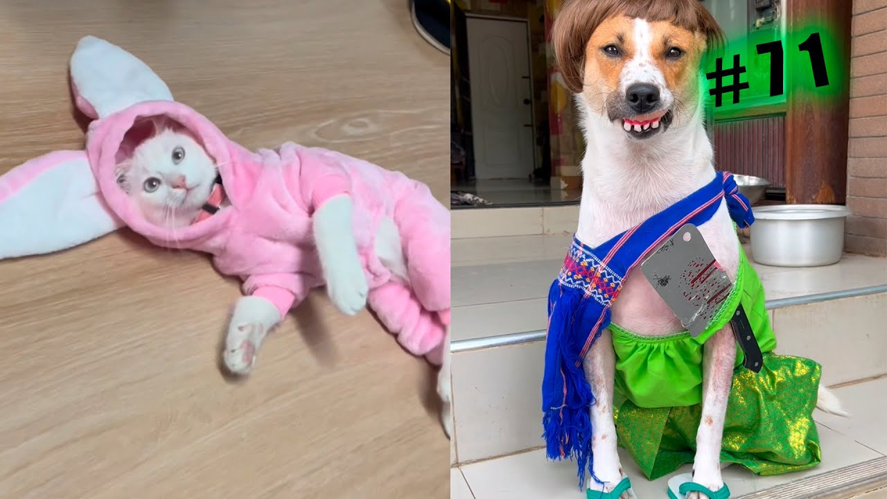 Funny Animal Videos Cats And Dogs рџ јtry Not To Laugh Challenge в 71