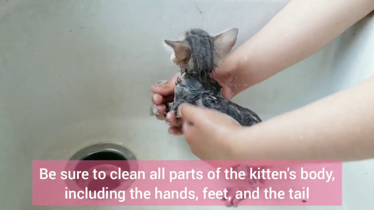 How To Give A Cat A Flea Bath With Dawn At Eden Disney Blog