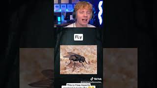 Insects That Used To Be Giants Munson Reacts Mp3 Music & Mp4 video ...