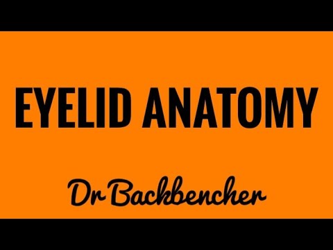Anatomy And Physiology Of The Eyelids High Yield Ophthalmology