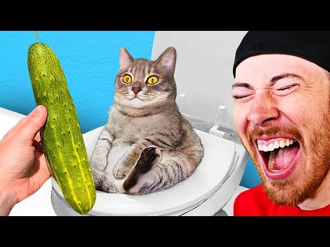 Funniest Animal Fails Ever Youtube