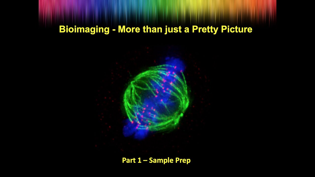 Bioimaging Bootcamp Part 1 Sample Prep Youtube
